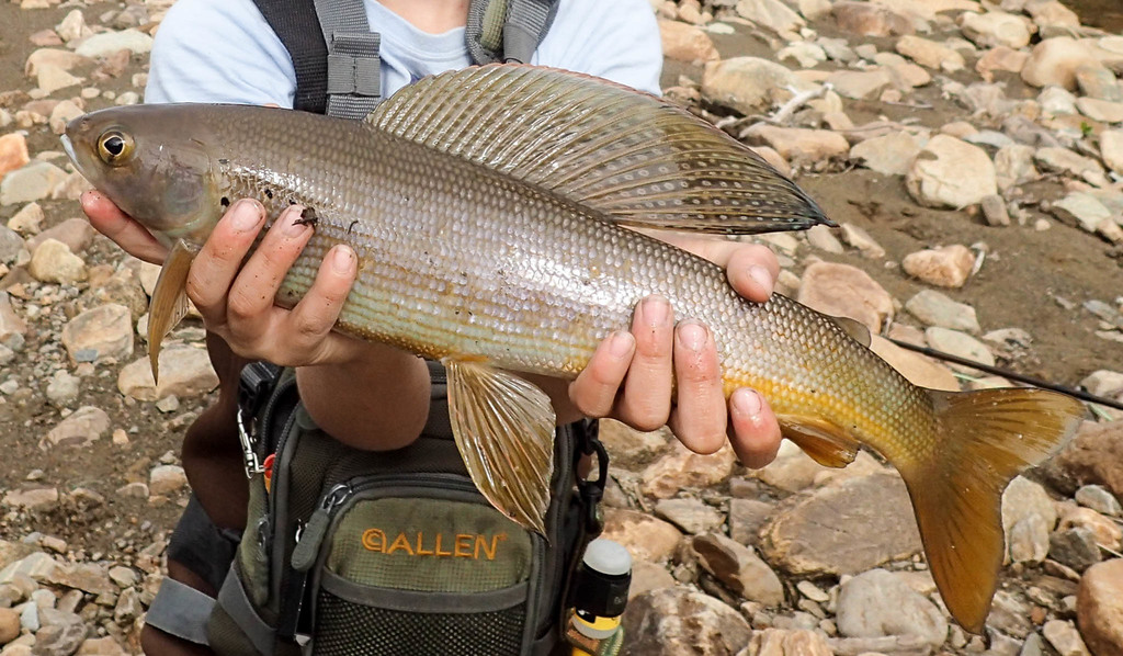 Arctic Grayling (Thymallus arcticus) - Marine Life Identification
