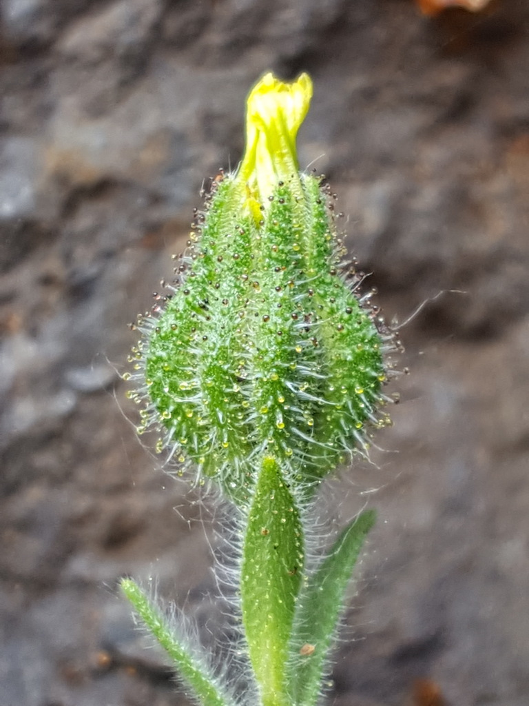 tarweeds, silverswords, and allies (Madieae) - Botanical Realm