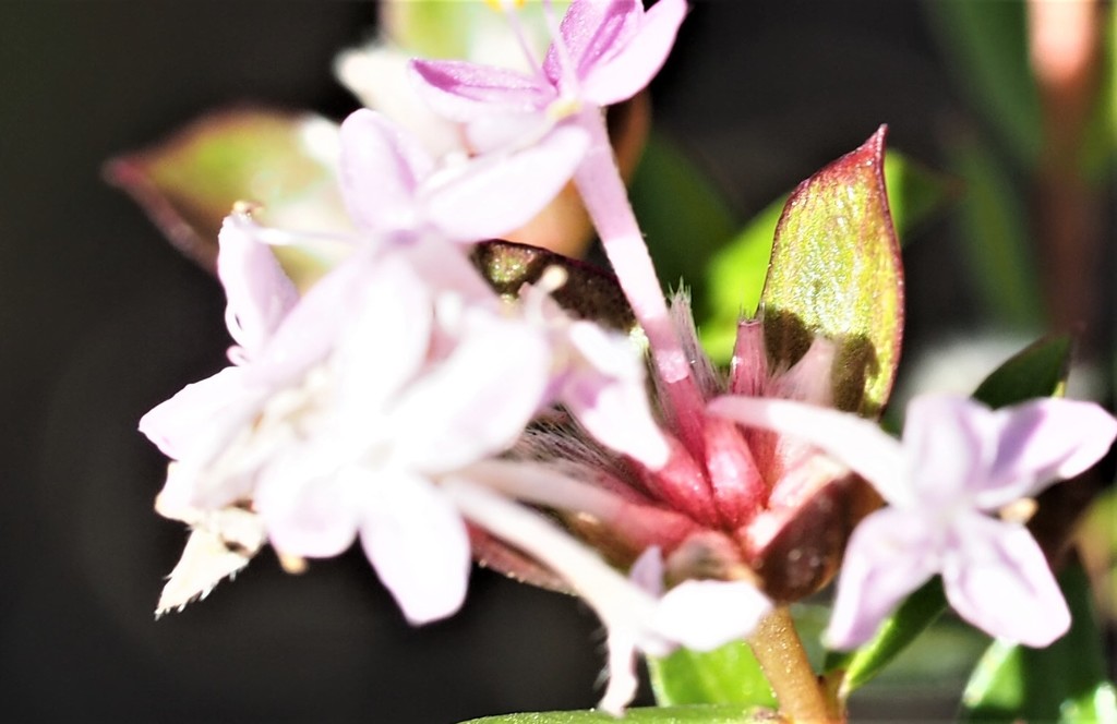 Queen of the Bush from Toogoom QLD 4655, Australia on July 13, 2020 at ...