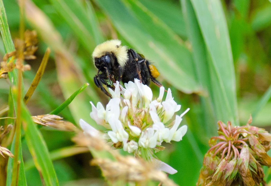 Two-spotted Bumble Bee from Polk County, WI, USA on June 14, 2017 at 11 ...