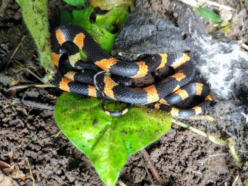 Forest Flame Snake from Bosque Protector La Perla on July 14, 2020 at ...