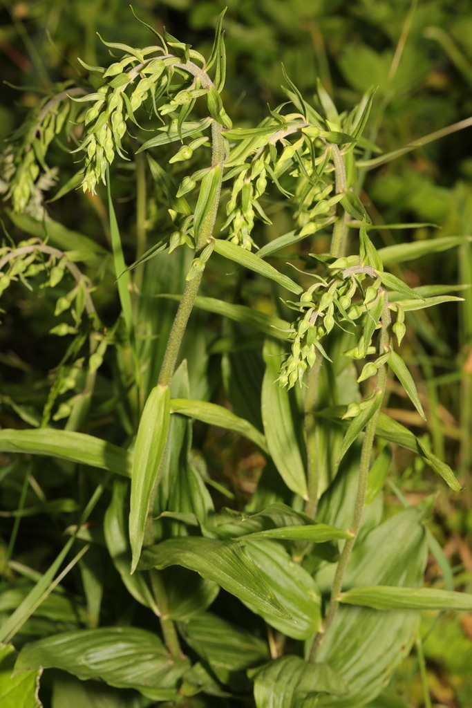 Broad-leafed Helleborine from The Bongs, Halton View Road, Widnes, UK ...