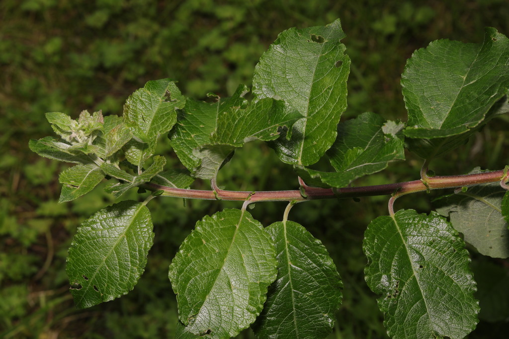 goat willow from The Bongs, Halton View Road, Widnes, UK on July 14 ...