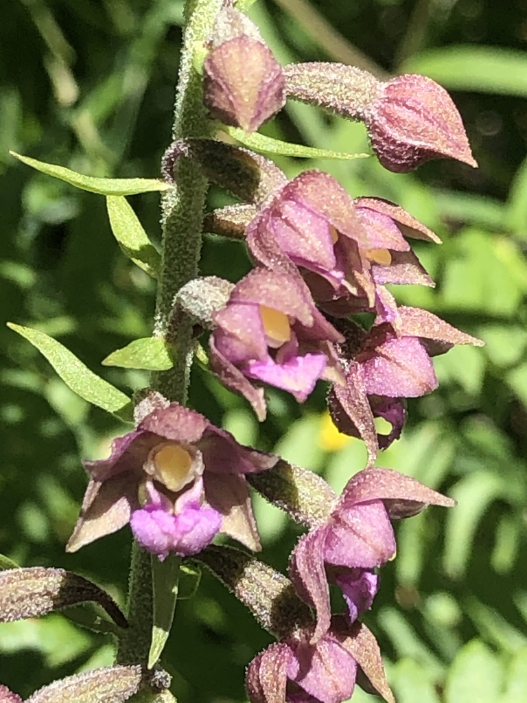 Dark-red Helleborine from Flims, Graubünden, CH on July 12, 2020 at 11: ...