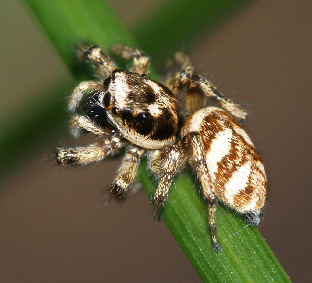 Zebra Jumping Spider from Heupelzen, Germany on May 20, 2007 at 10:21 ...