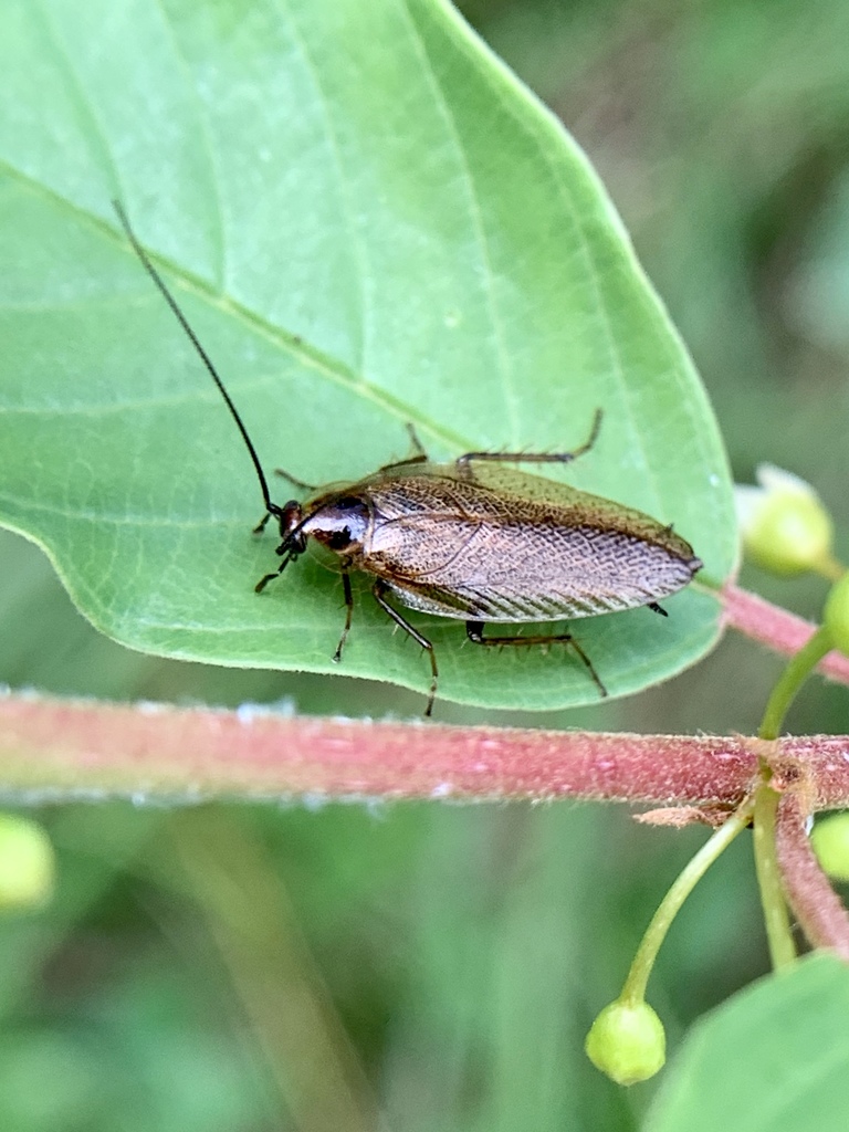 Dusky Cockroach from Middlesex, Massachusetts, United States on July 14 ...