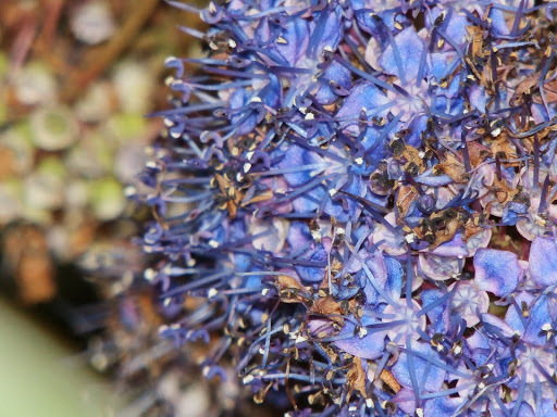 Memecylon edule (Flora Singapore List M) · iNaturalist