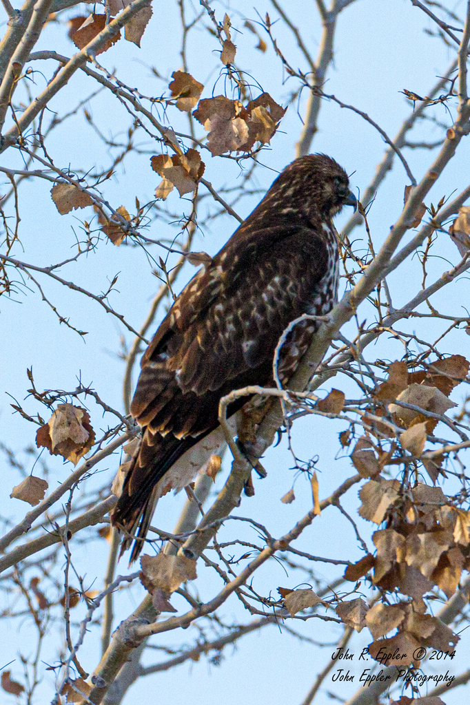 Red-tailed Hawk from Socorro County, NM, USA on February 7, 2014 at 08: ...