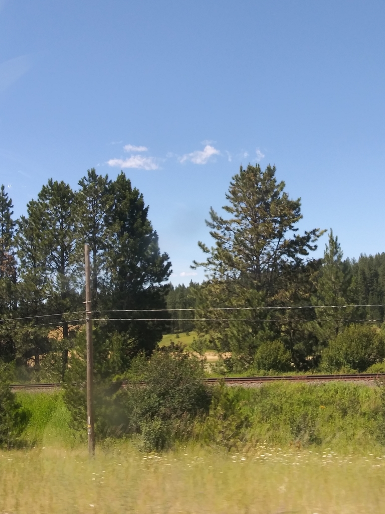 North Plateau Ponderosa Pine from Kootenai County, US-ID, US on July 14 ...