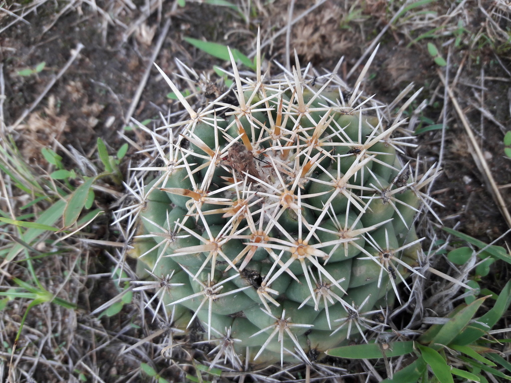 Coryphantha ottonis from Purísima del Rincón, Gto., México on June 19 ...
