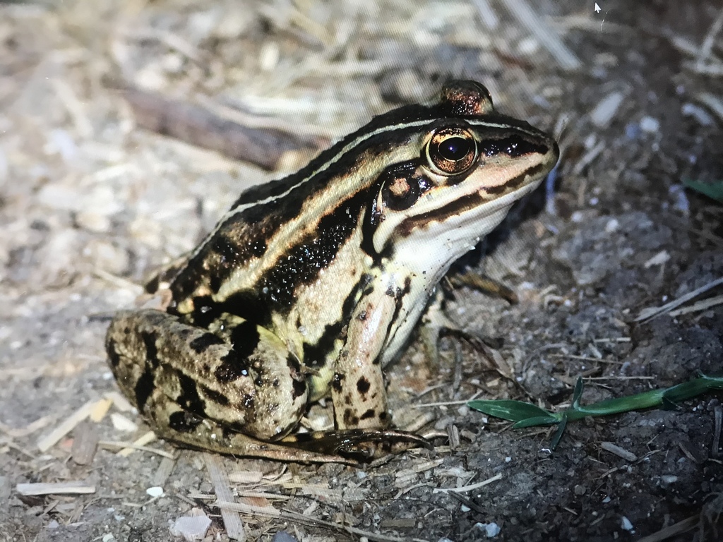 Albanian Water Frog in July 2020 by lawriehillsuk. Unidentified species ...