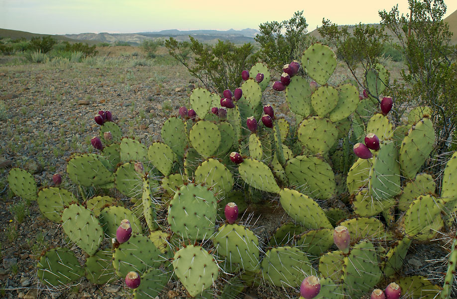 sweet pricklypear (Cacti of Santa Fe County) · iNaturalist