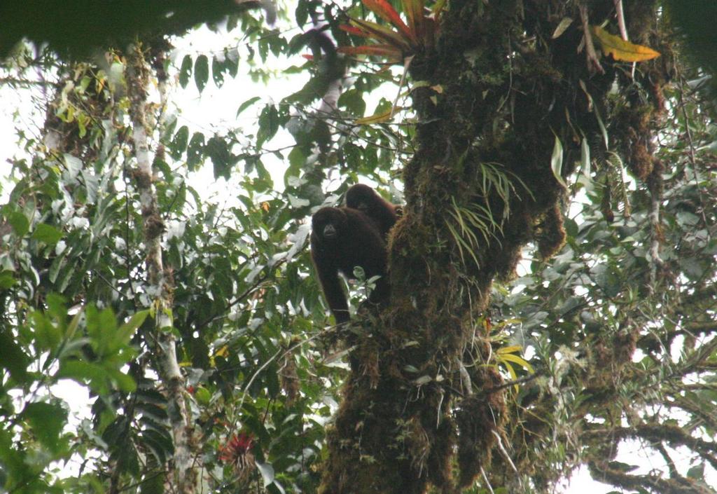 Yellow-tailed Woolly Monkey in May 2011 by Eric DeFonso · iNaturalist