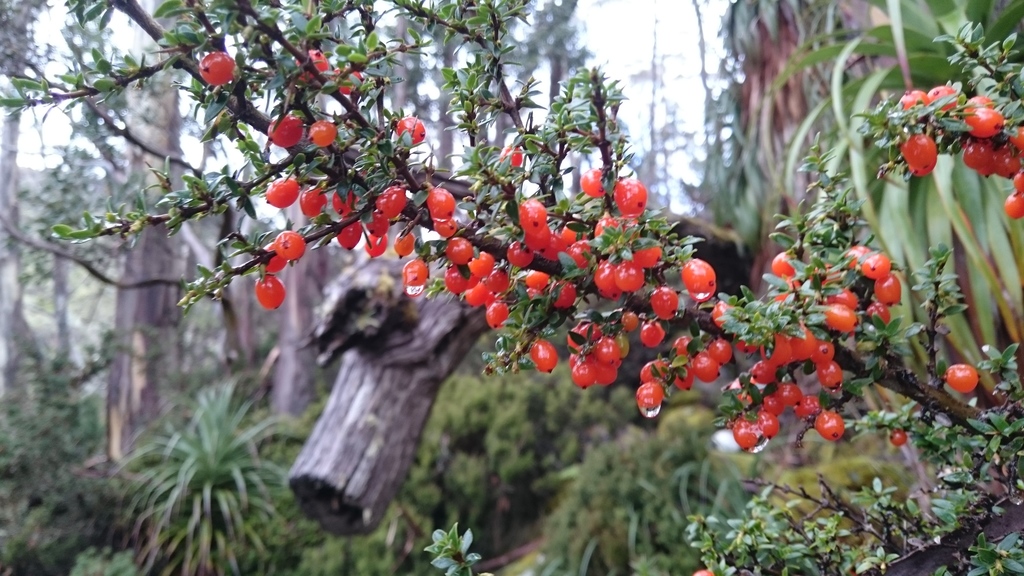 Mountain Currant from Mount Field TAS 7140, Australia on May 29, 2017 ...