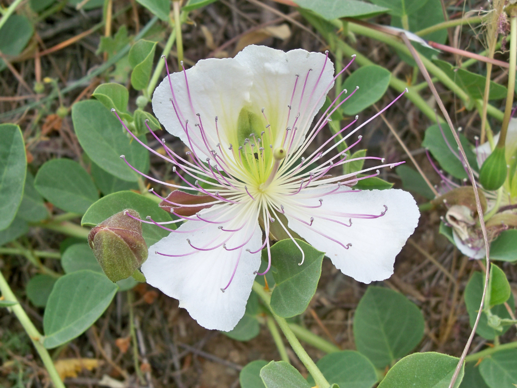 Caper Bush from Cdad. Jardín, Málaga, Spain on June 10, 2017 at 02:10 ...