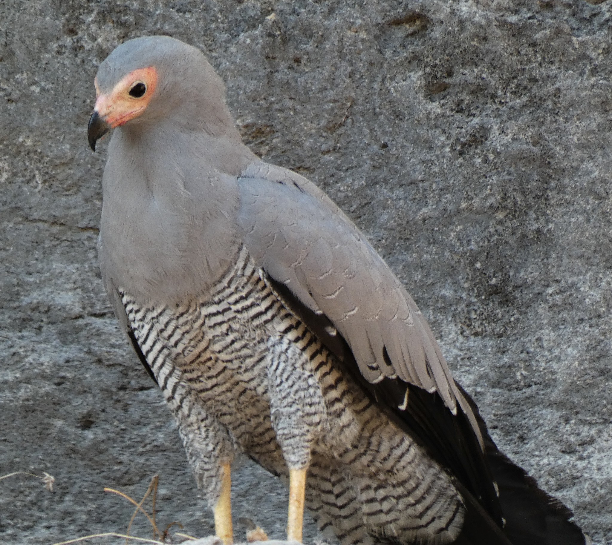 Polyboroides radiatus (Scopoli, 1786)