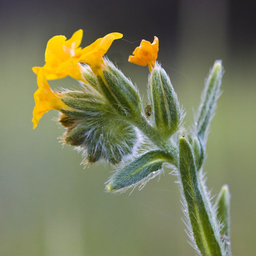 Common fiddleneck (New Year, New Growth at Arastradero Preserve ...