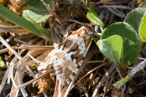 Olethreutes inquietana · iNaturalist