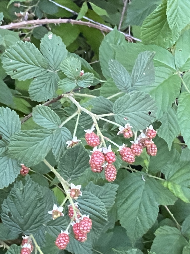 brambles from Long Island, Wantagh, NY, US on July 14, 2020 at 07:56 PM ...