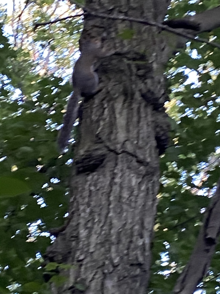 Eastern Gray Squirrel from Long Island, Wantagh, NY, US on July 14 ...