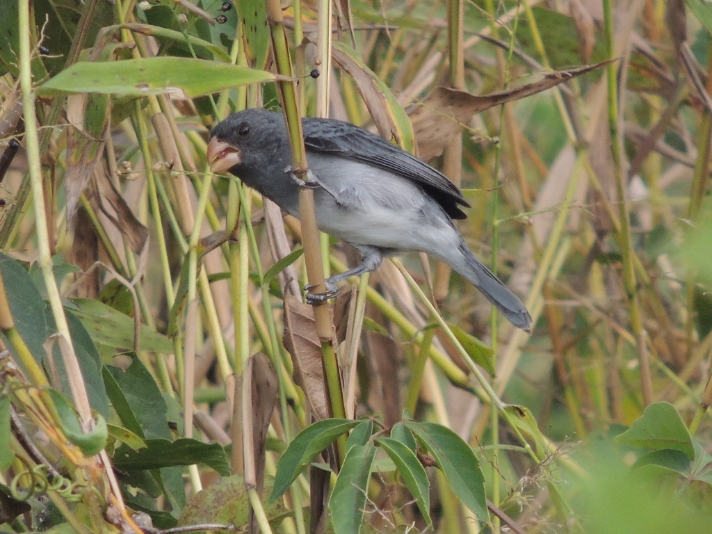 Gray Seedeater from Pamplona, Norte de Santander on August 13, 2013 by ...