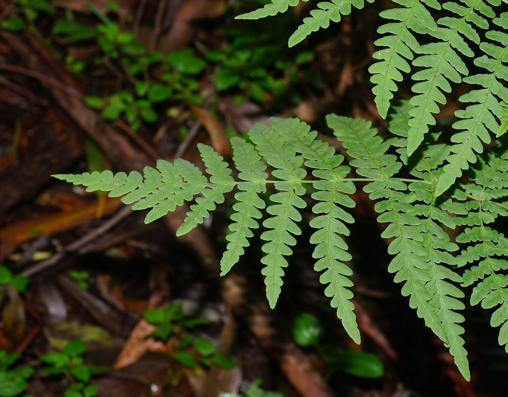 bracken family (Ferns of the Pacific Northwest) · iNaturalist