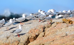 Sea Birds - Flora and fauna of Tomahawk, Tasmania