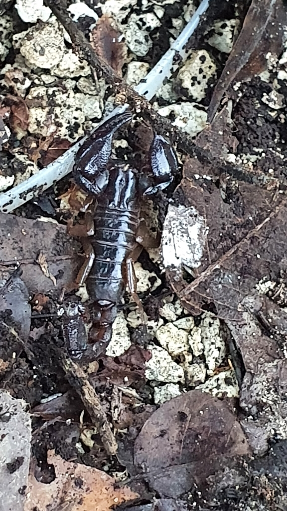 Cozumel Scorpion from Centro, 77600 Q.R., México on July 14, 2020 at 06 ...