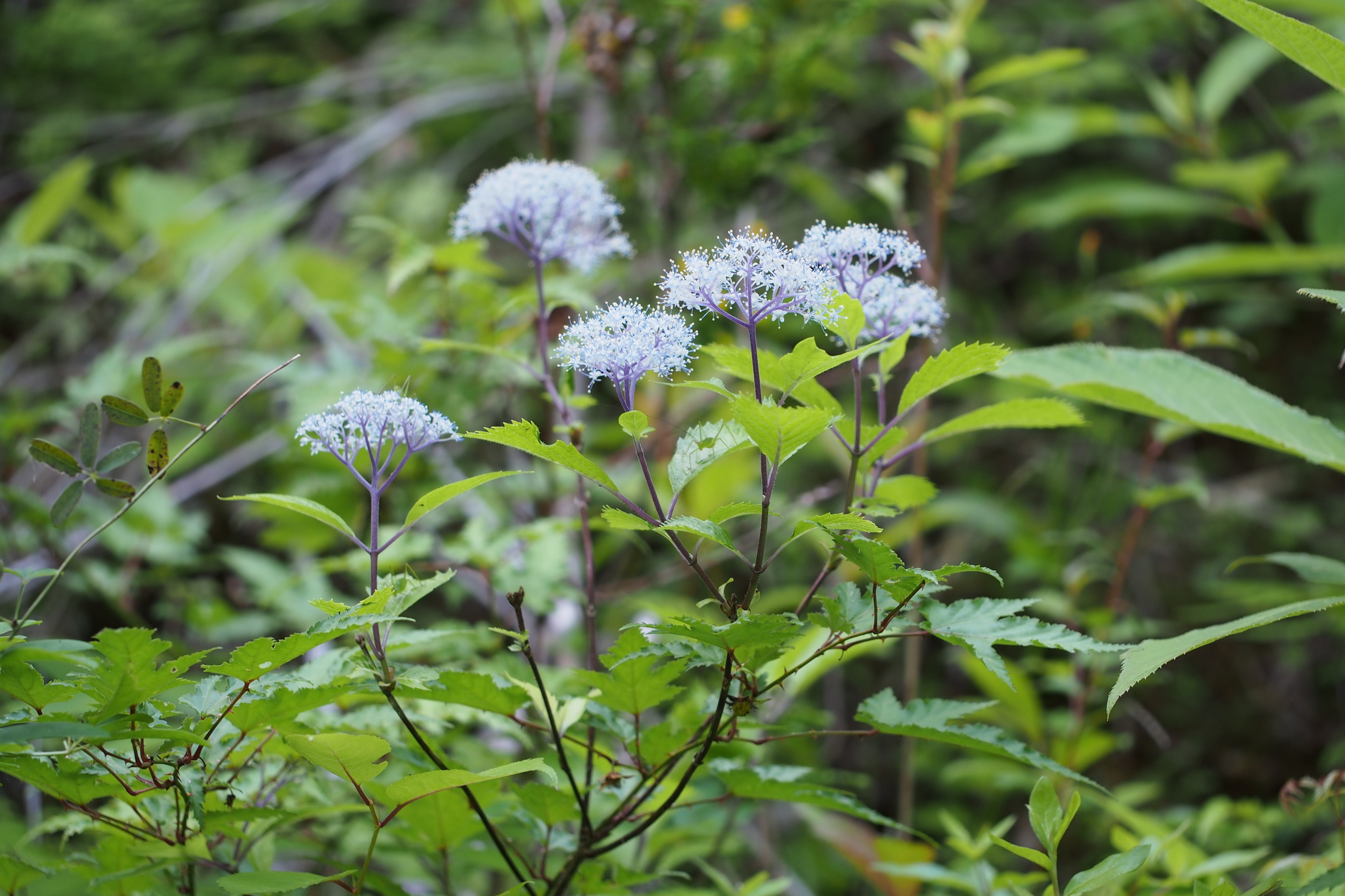 Hydrangea hirta (Thunb.) Siebold