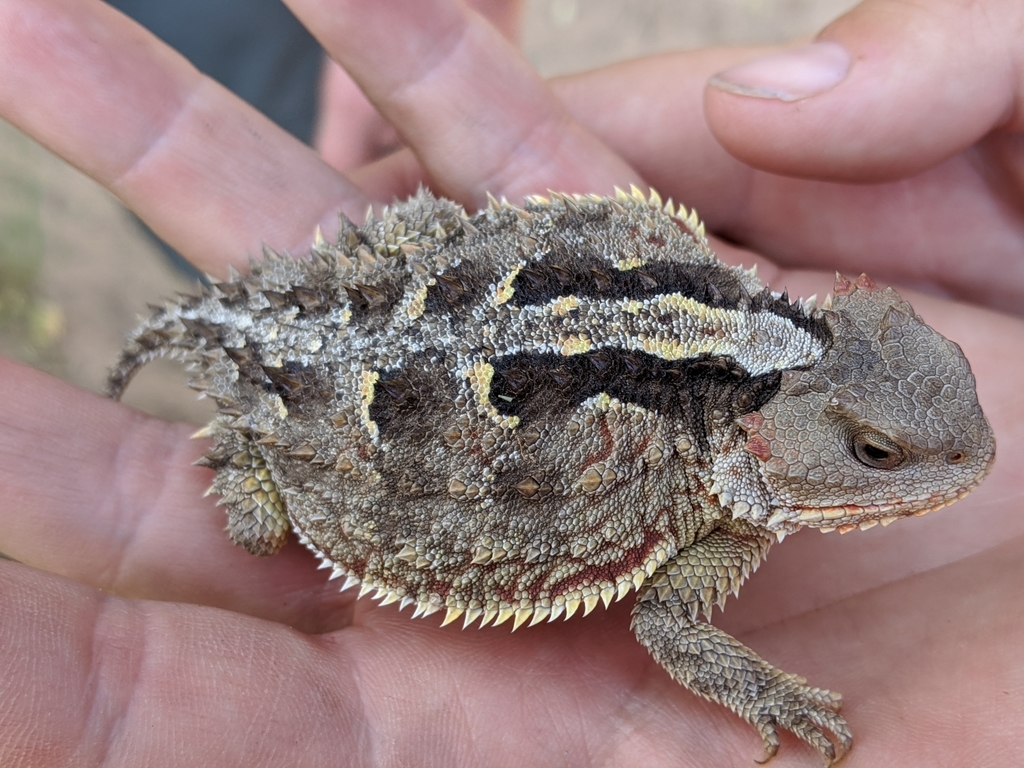 Greater Short-horned Lizard from Iron County, US-UT, US on July 14 ...
