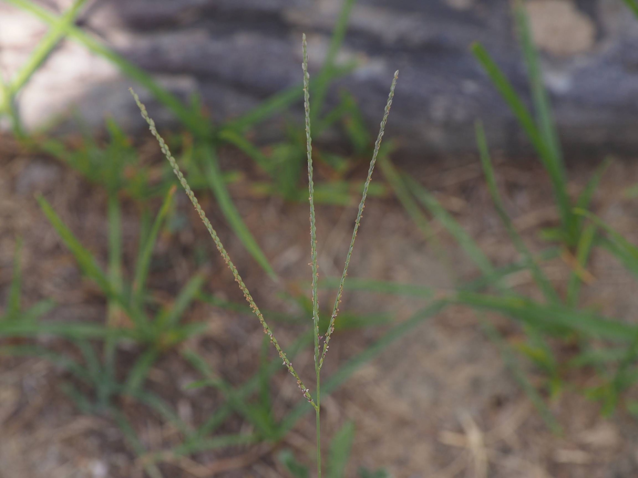 Digitaria longiflora (Retz.) Pers.