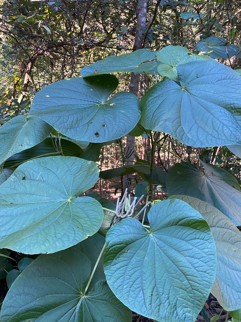 pariparoba from Wappa Dam Road, Kiamba, QLD, AU on July 15, 2020 at 01: ...