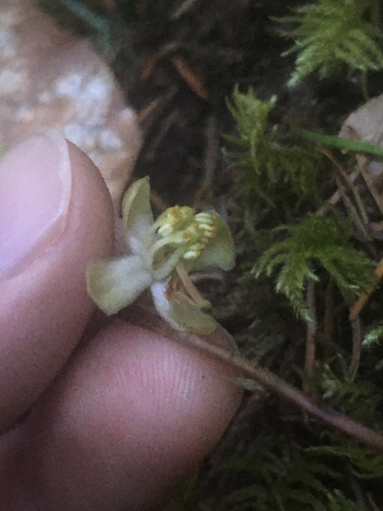 green-flowered wintergreen from Siuslaw National Forest, Philomath, OR ...