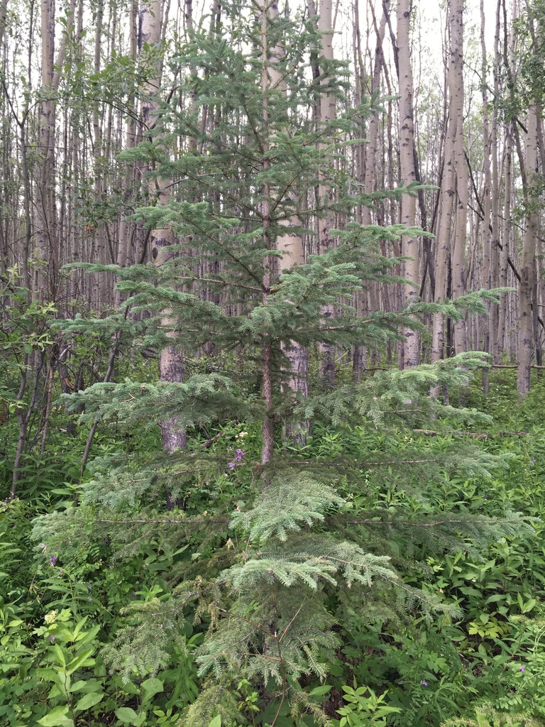 black spruce from Charlie Lake Provincial Park, BC, CA on July 12, 2020 ...