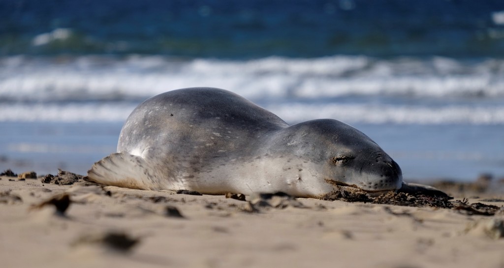 Leopard Seal from Anglesea VIC 3230, Australia on July 15, 2020 at 12: ...