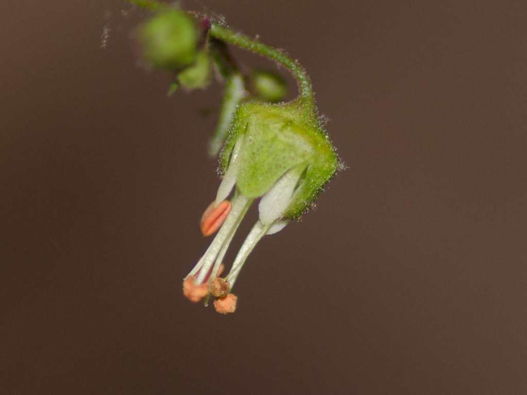 American Alumroot (Wildflowers of the Preserve at Shaker Village ...