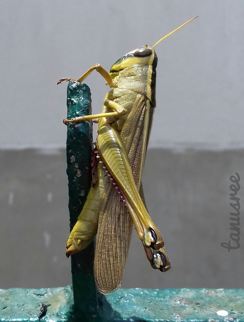 Choroedocus robustus from West Bengal on July 15, 2020 at 10:05 AM by ...