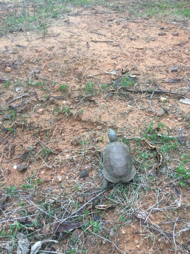 Sierra Box Turtle in July 2020 by Cutberto Valencia Barraza · iNaturalist
