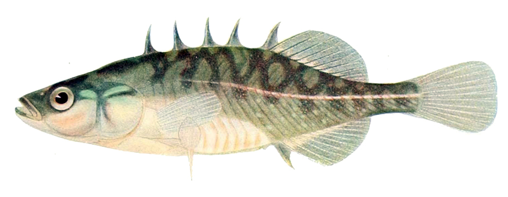 Brook stickleback (Wildlife of Chatfield State Park) · iNaturalist