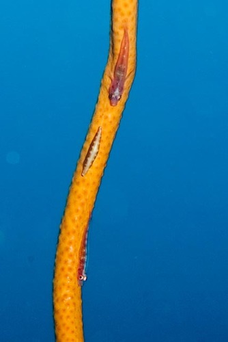 Junceella juncea · iNaturalist