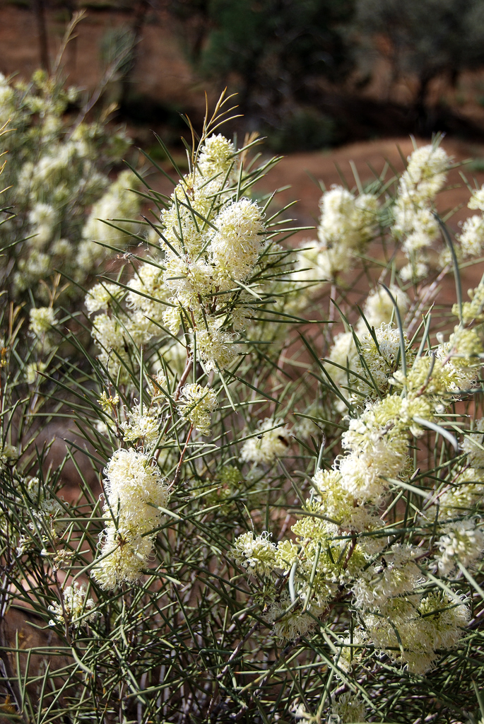 Pincushion trees from Flinders Ranges SA 5434, Australia on November 22 ...