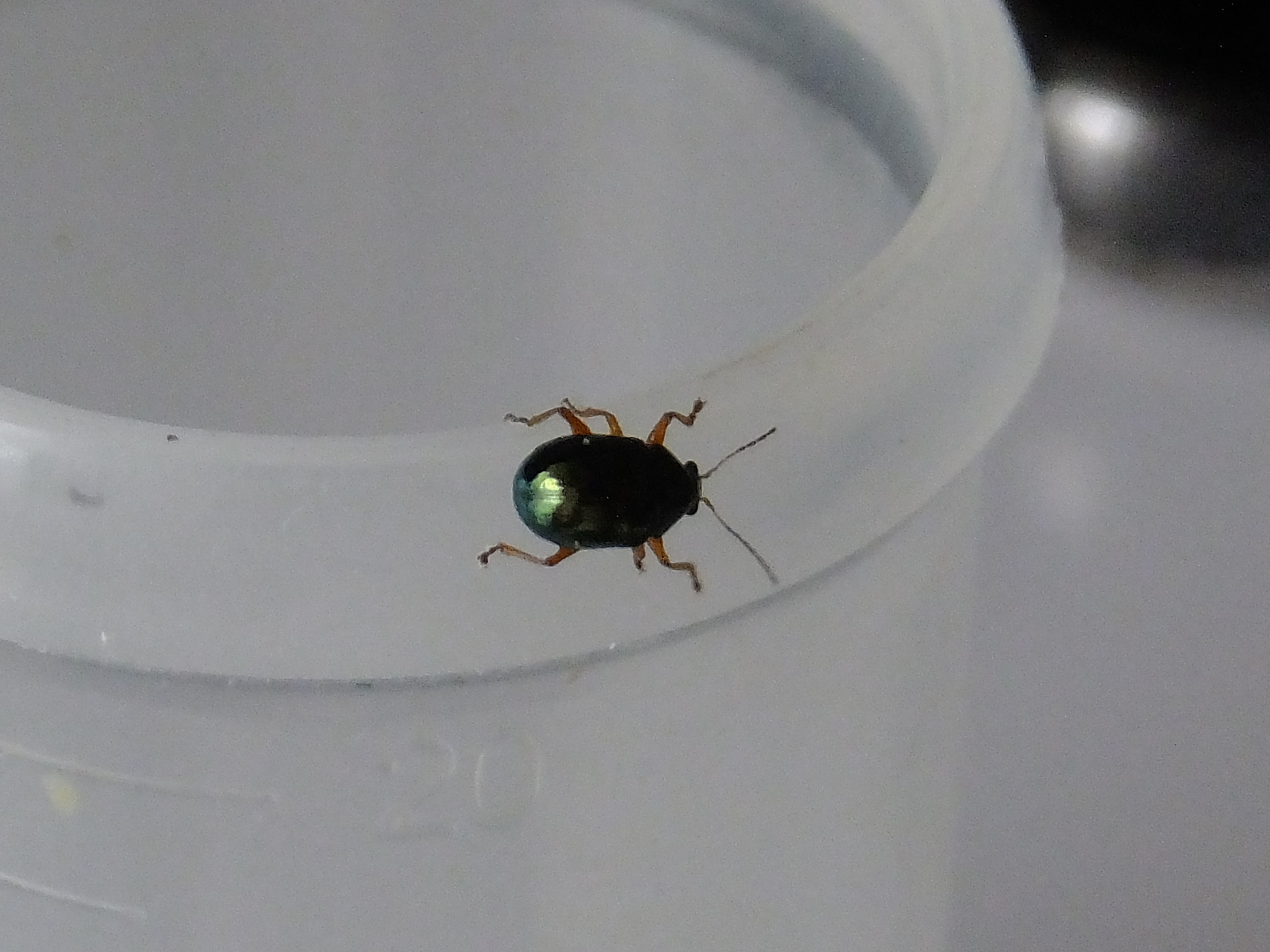 Dactylispa fulvipes (Motschulsky, 1861)
