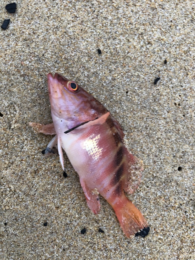 Halfbanded Seaperch from Tasman Sea, NSW, AU on July 15, 2020 at 04:59 ...