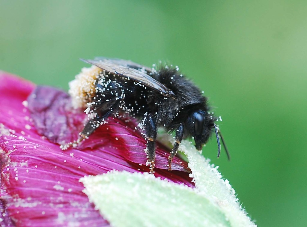 Bumble Bees from Singok-dong, Uijeongbu-si, Gyeonggi-do, South Korea on ...