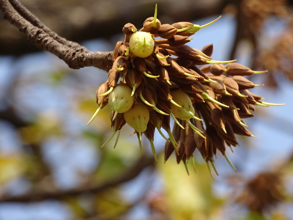 Mahua (Kanha National Park - Plants) · iNaturalist