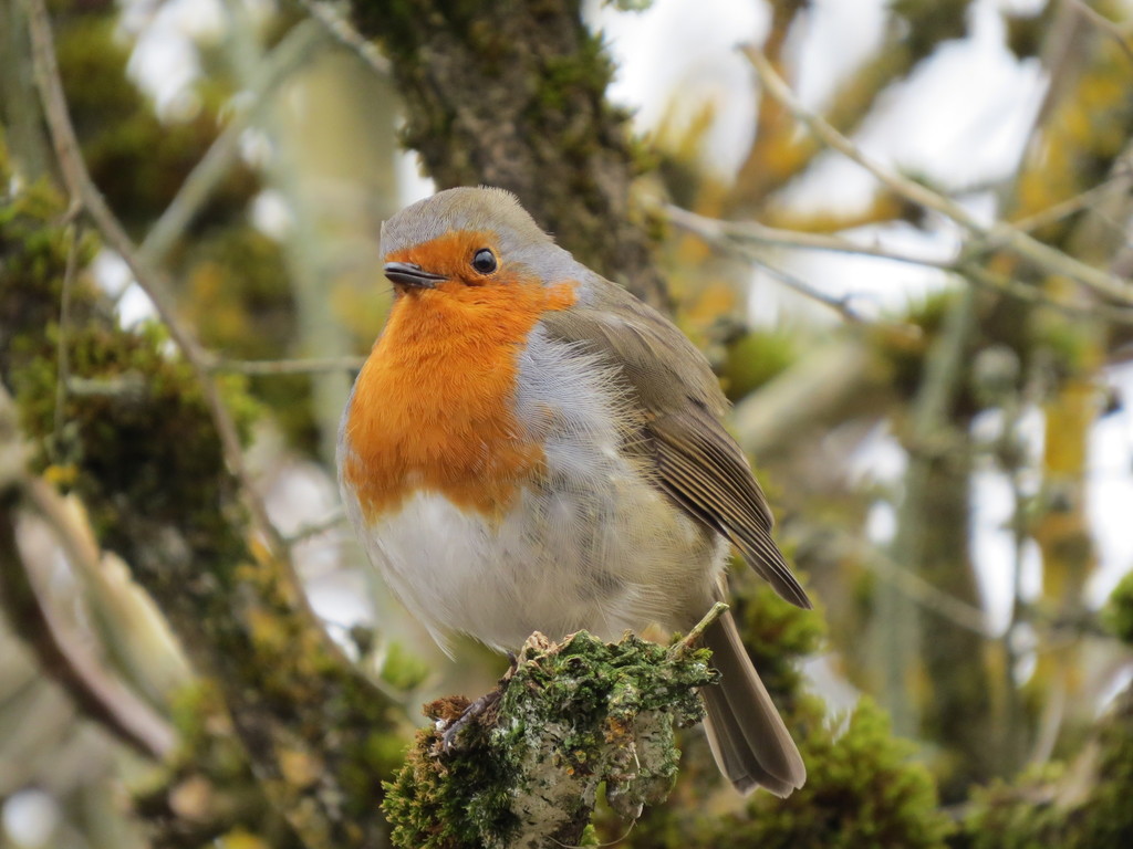 European Robin from Angus Council, UK on March 14, 2015 at 12:53 PM by ...