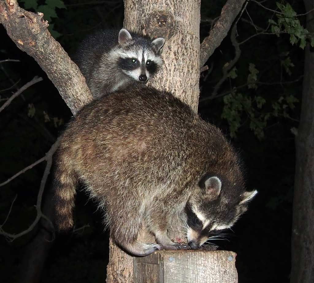 Eastern Raccoon (Procyon lotor lotor) - Know Your Mammals