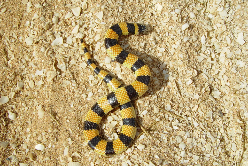 West Coast Banded Snake from Nanga WA 6537, Australia on May 9, 2003 at ...