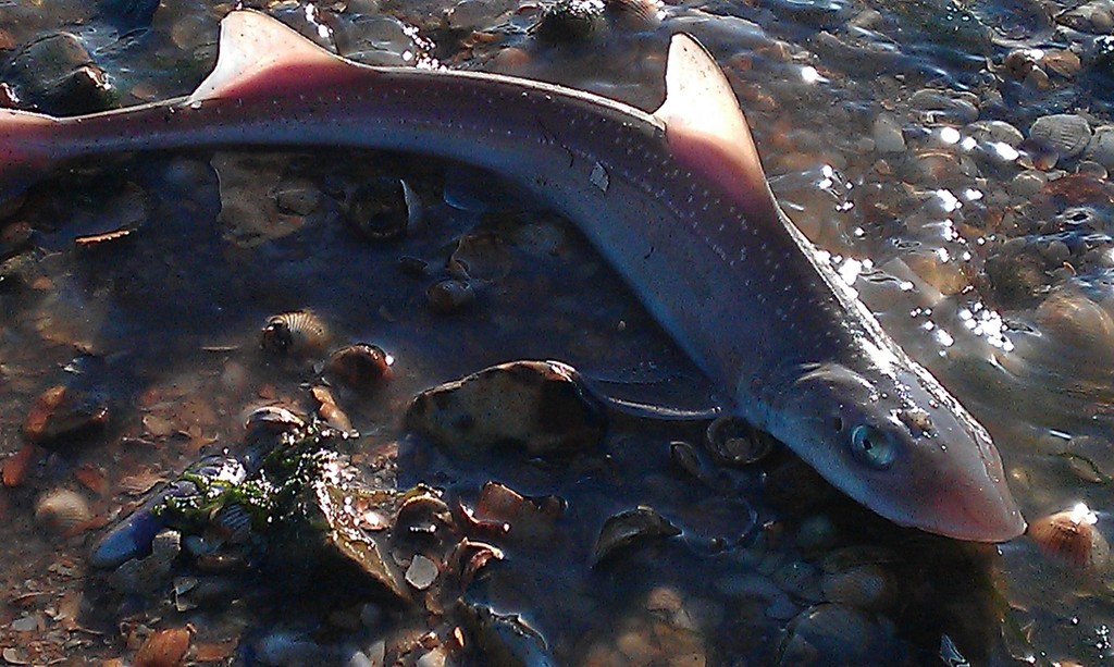 Starry Smooth-hound (Mustelus asterias) - Marine Life Identification