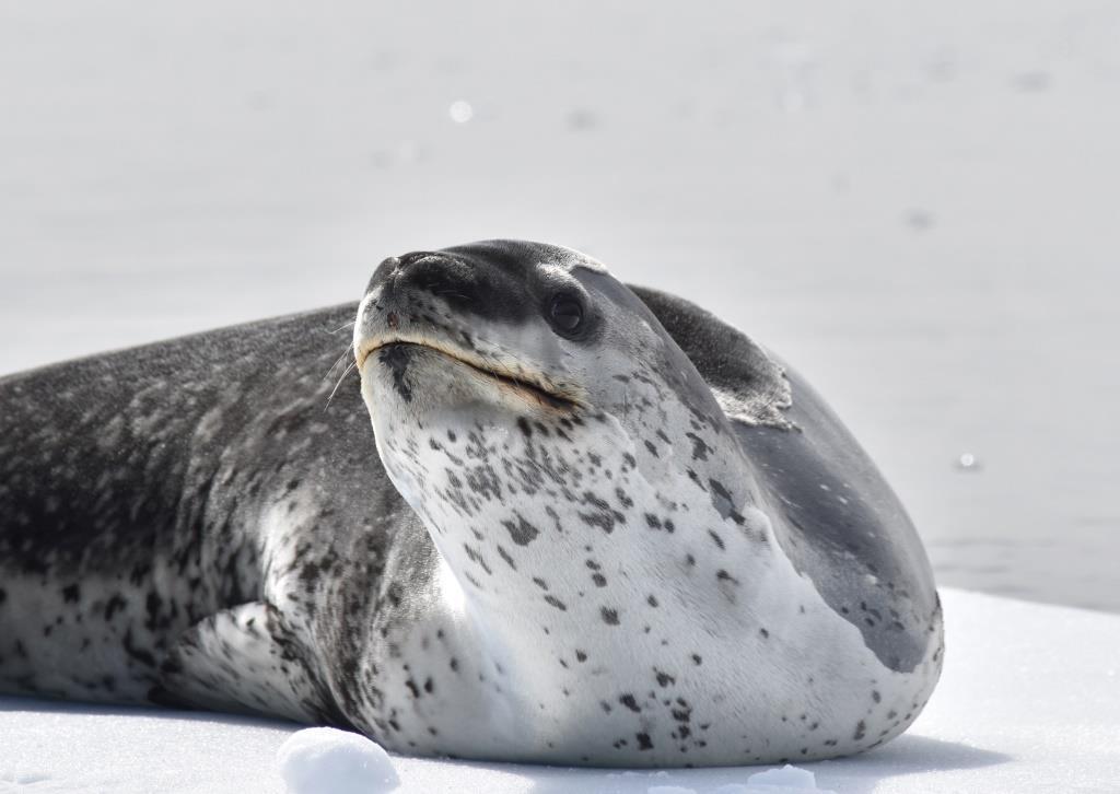 Leopard Seals (Hydrurga) - Marine Life Identification